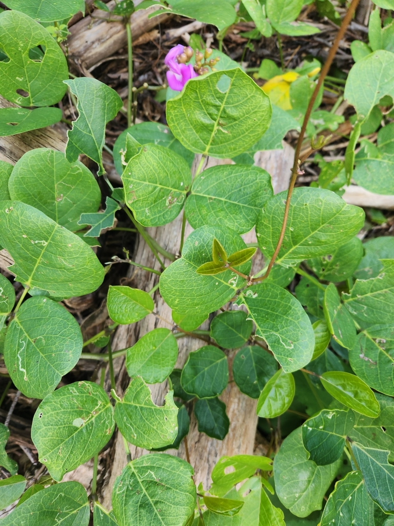 Beach Bean from Across from Spanish View Road, Bermuda on November 23 ...