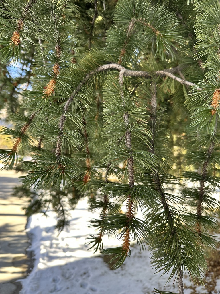 conifers from Ford Park, Vail, CO, US on November 22, 2024 at 01:47 PM ...