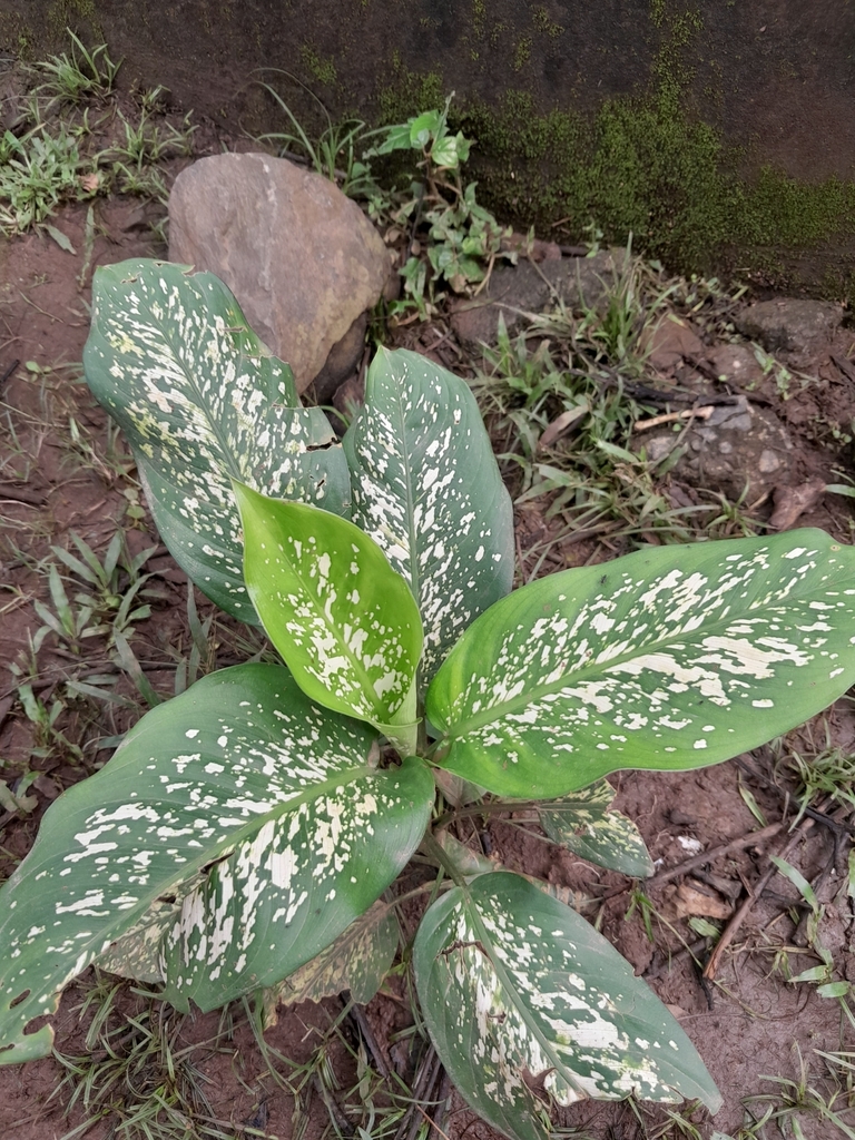 tuftroot from 32Q6+79W, Santiago, Provincia de Veraguas, Panamá on ...