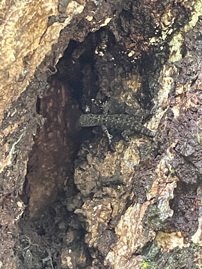 Geckos from Vía Rio de Jesús, Veraguas, PA on November 23, 2024 at 09: ...