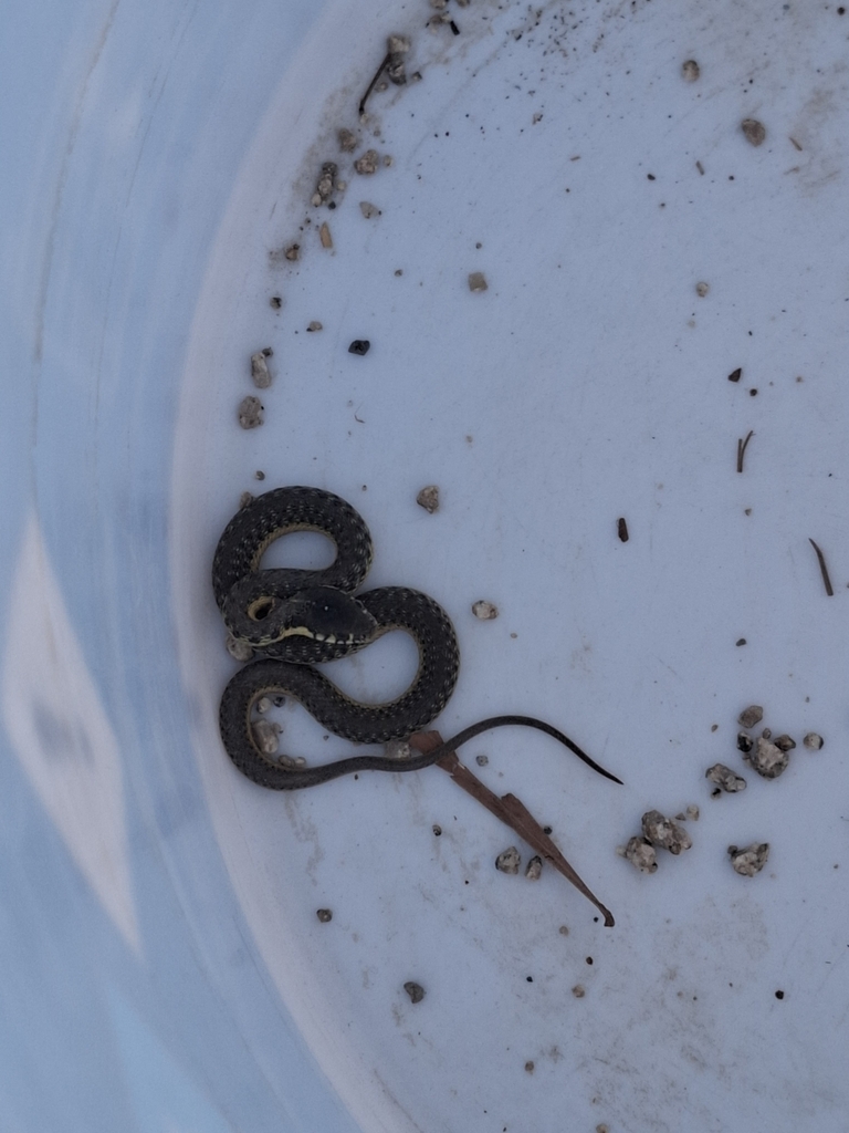 Two-striped Garter Snake from 22753 B.C., México on October 31, 2024 at ...
