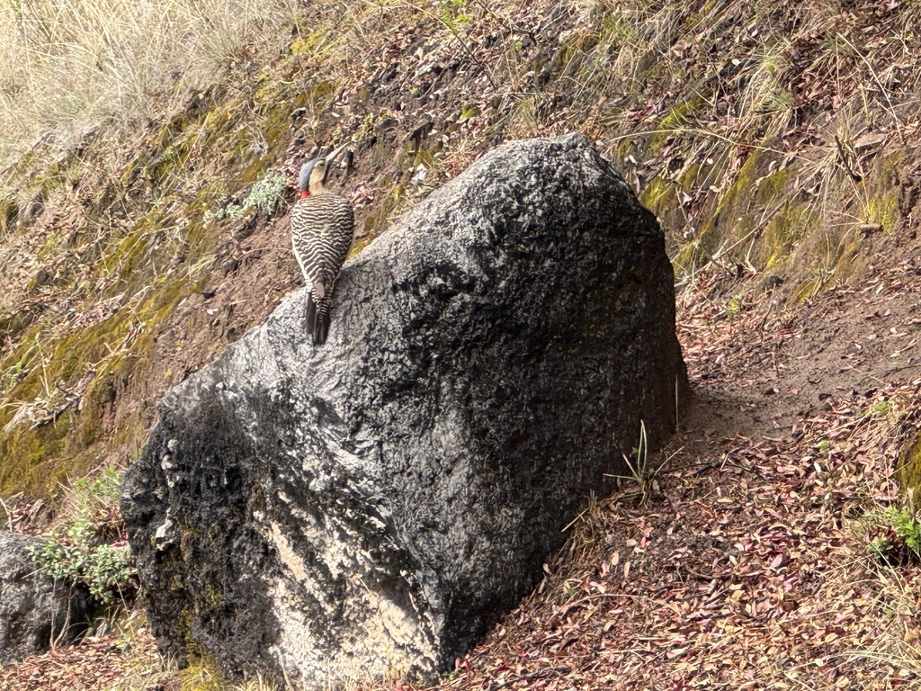 Andean Flicker from Région de Cuzco, PE on November 16, 2024 at 09:14 ...