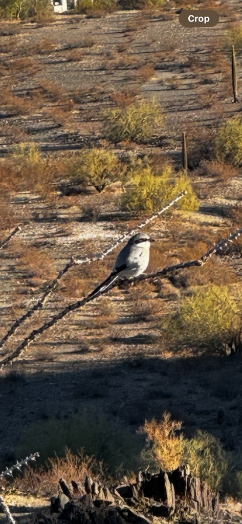 Loggerhead Shrike from W Sweetwater Ave, Phoenix, AZ, US on November 23 ...