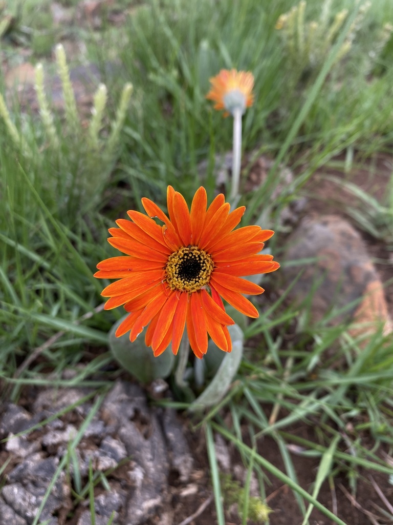 Hilton Daisy in November 2024 by Carel Fourie · iNaturalist