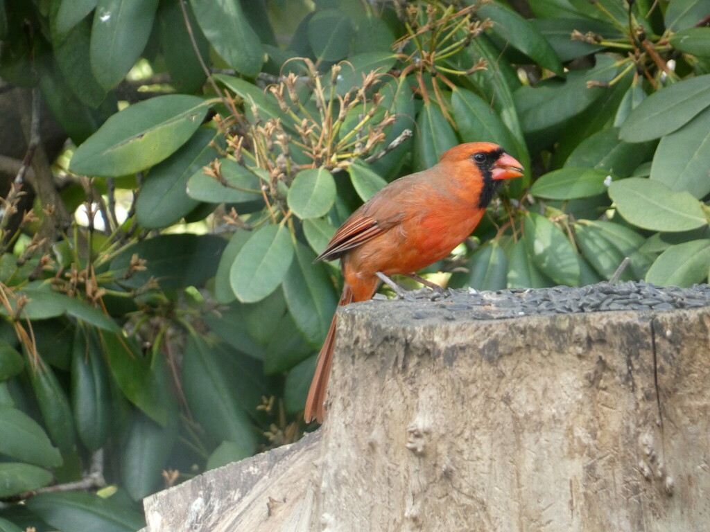 Northern Cardinal from Venango County, PA, USA on November 5, 2024 at ...
