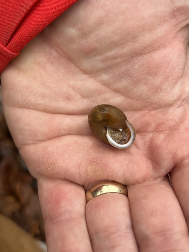 White-lip Globe Snail from Nature Trail, Cairo, WV, US on November 23 ...