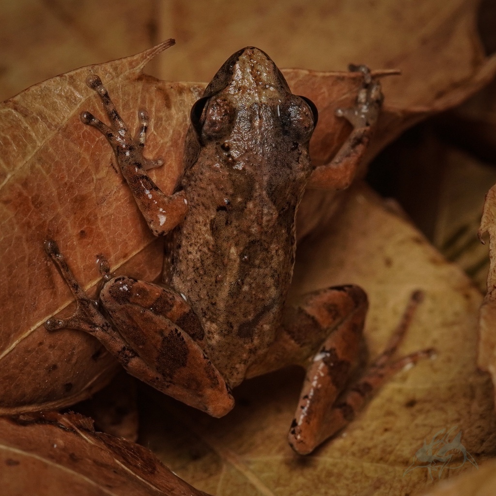 Romer's Tree Frog from Zhaigongtian Reservoir, Guangdong, CN on August ...