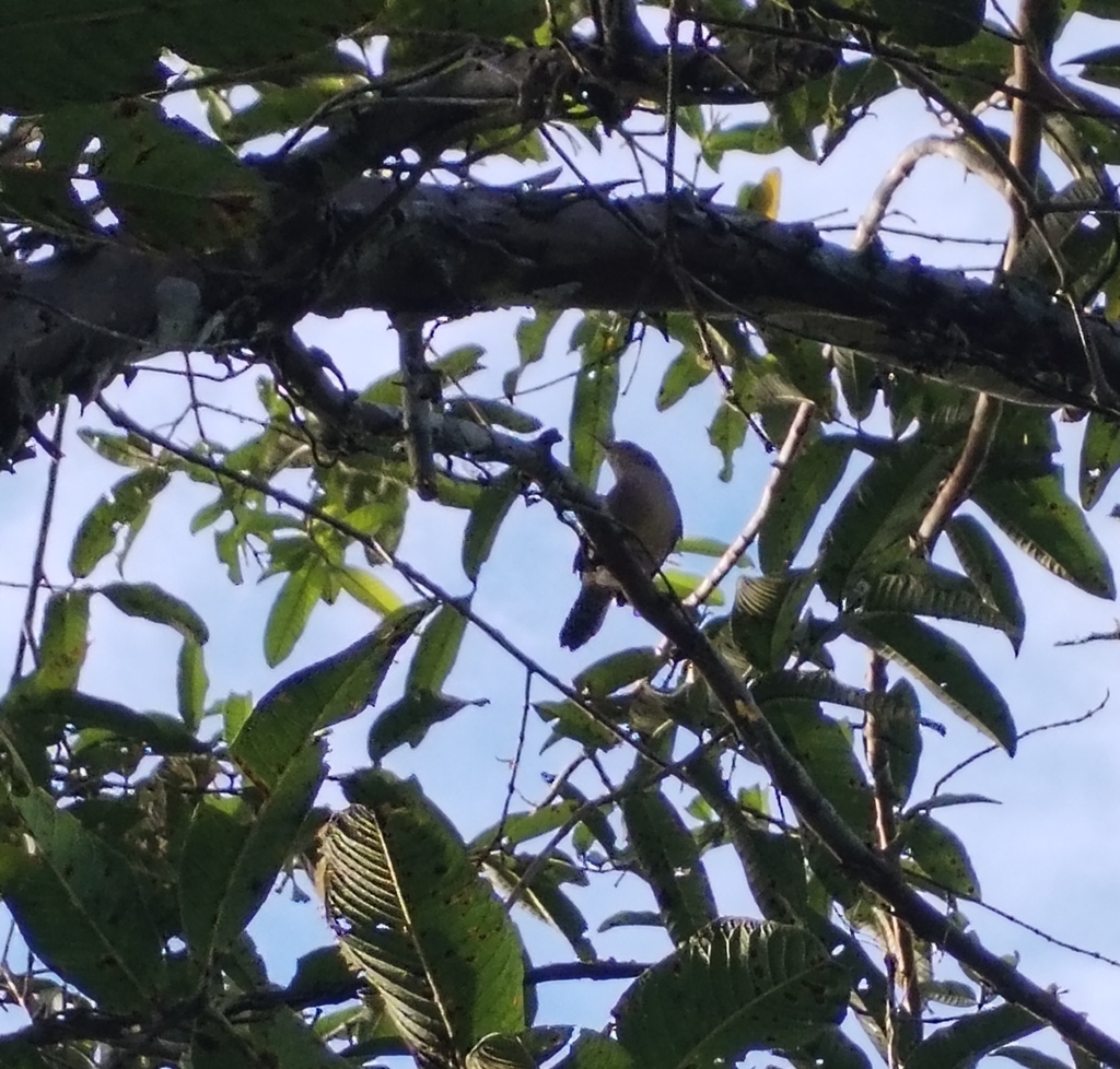 St. Lucia Wren from Soná, Provincia de Veraguas, Panamá on November 23 ...