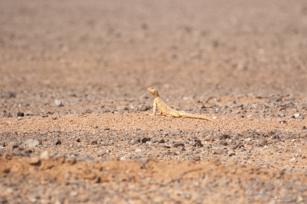 Egyptian Mastigure in November 2024 by Quentin Guibert · iNaturalist