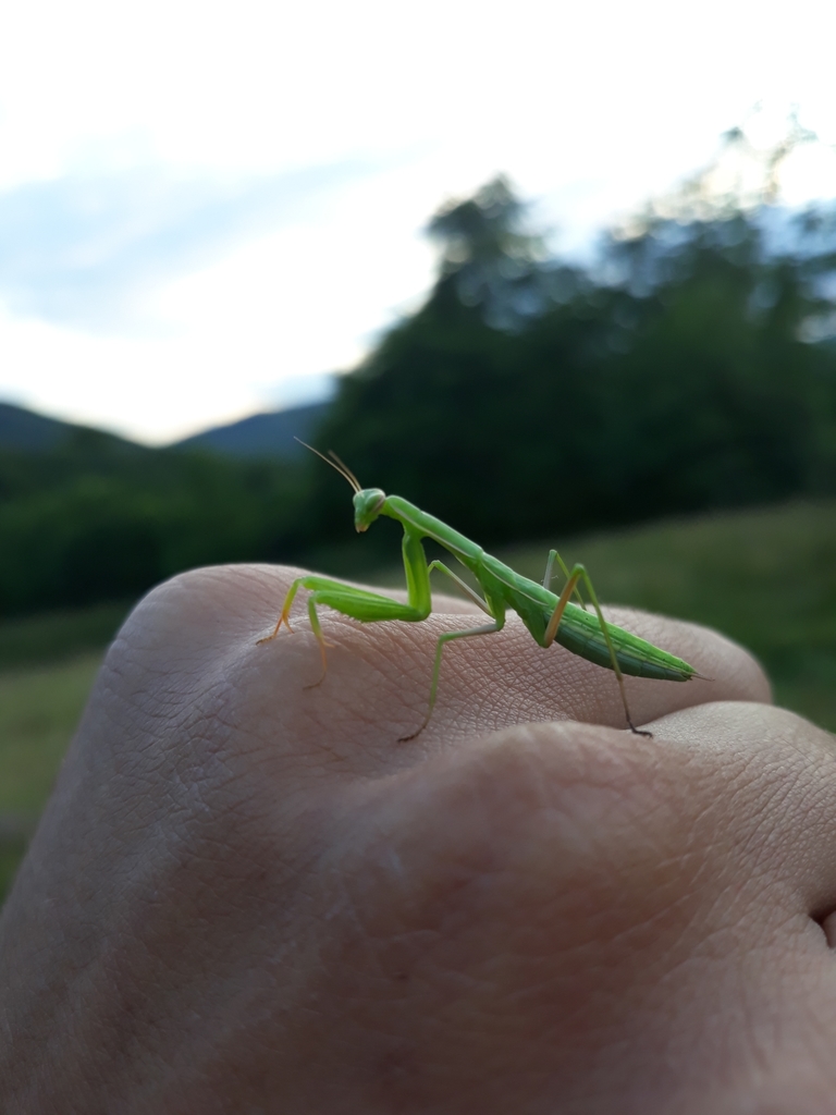 European Mantis from Pietreni 247117, România on July 16, 2019 at 08:32 ...