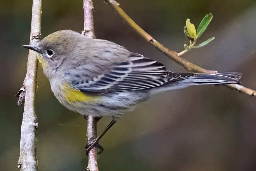 Yellow-rumped Warbler from Monterey County, CA, USA on November 22 ...