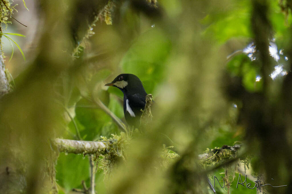 Black Solitaire from El Carmen de Atrato, Chocó, Colombia on January 2 ...