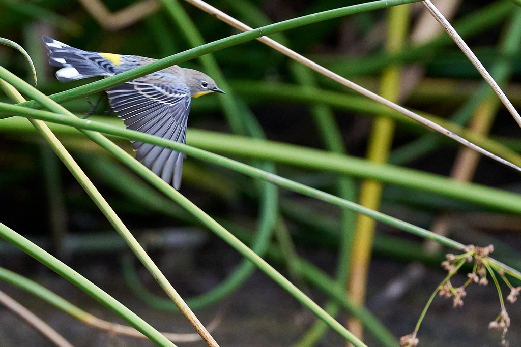 Yellow-rumped Warbler from Monterey County, CA, USA on November 22 ...