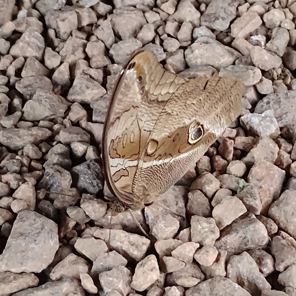 Eryphanis reevesii from Amadeu F De Oliveira Freitas - Alto Petrópolis ...