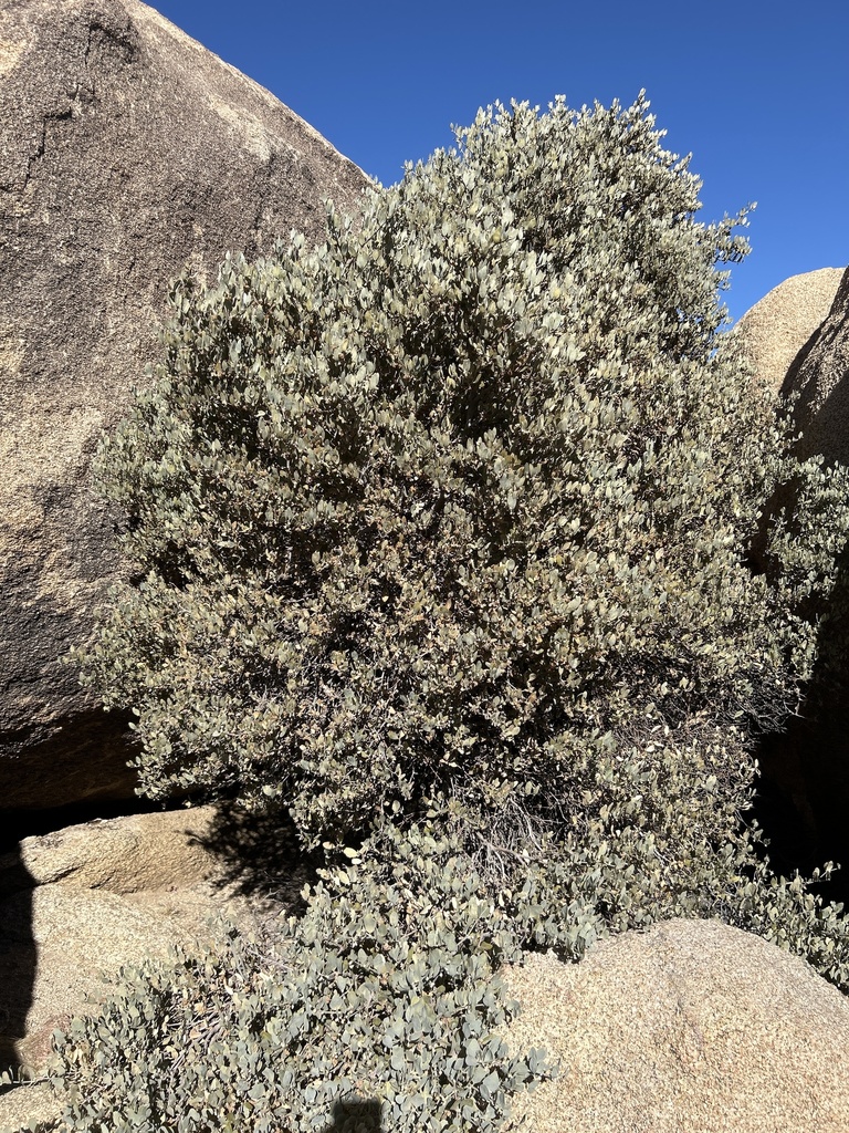 jojoba from Joshua Tree National Park, Desert Hot Springs, CA, US on ...
