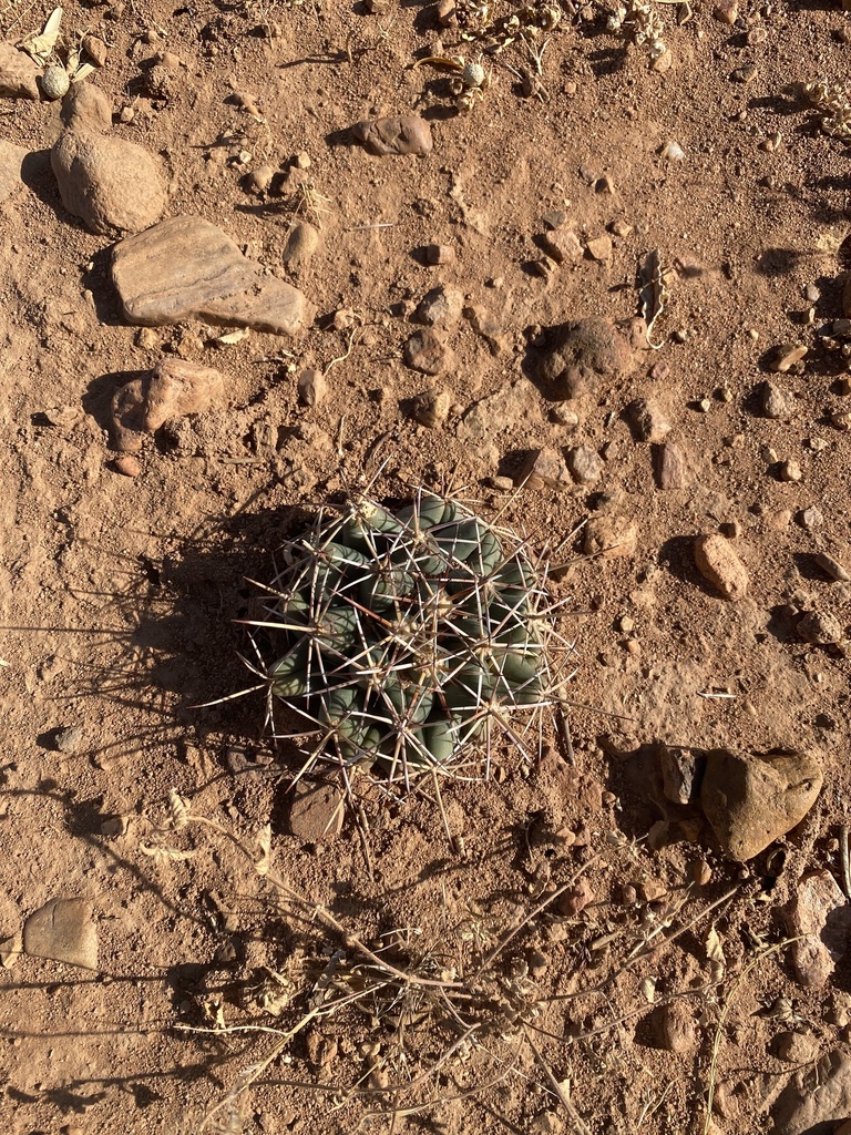 Long-tubercled Cory Cactus in November 2024 by Yamileth Talla · iNaturalist