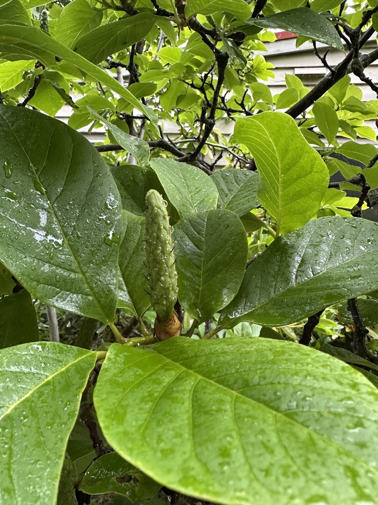 Inkweed from Raglan St, Daylesford, VIC, AU on November 24, 2024 at 09: ...