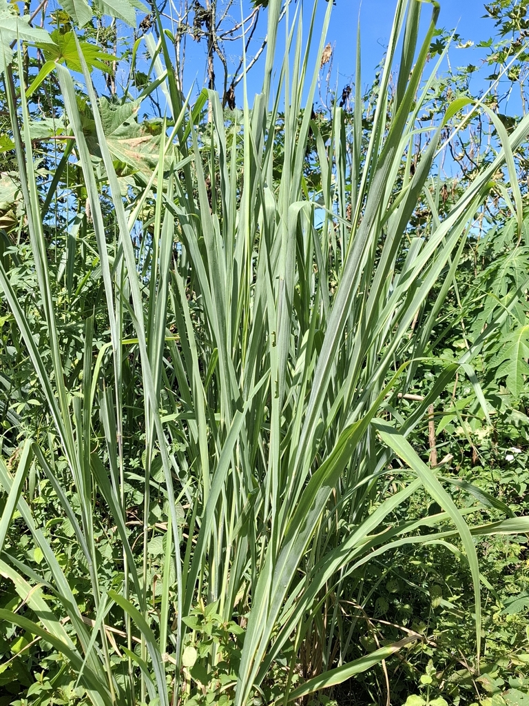 Gamba Grass from 48312, Fluvial Vallarta, 48312 Puerto Vallarta, Jal ...