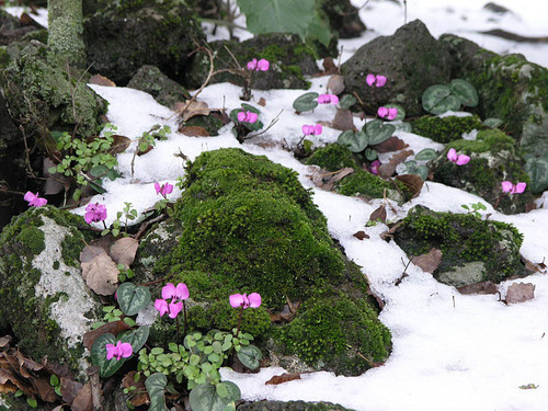 Subspecies Cyclamen coum coum · iNaturalist