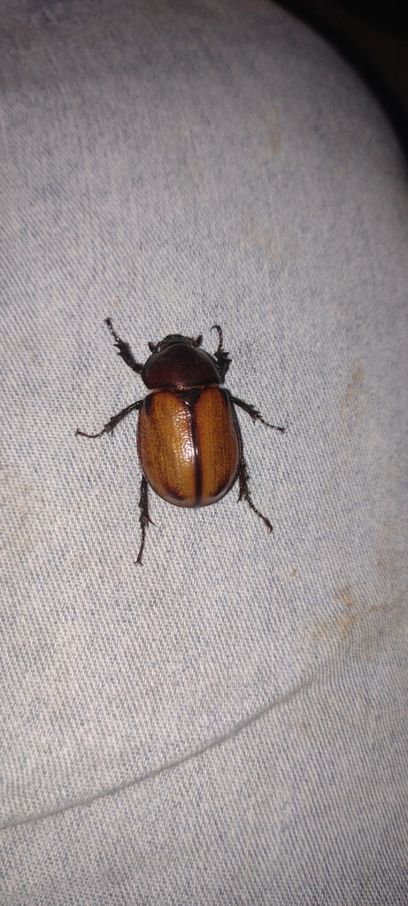 Agaocephala inermicollis from Quilombo, Pelotas - RS, Brasil on ...