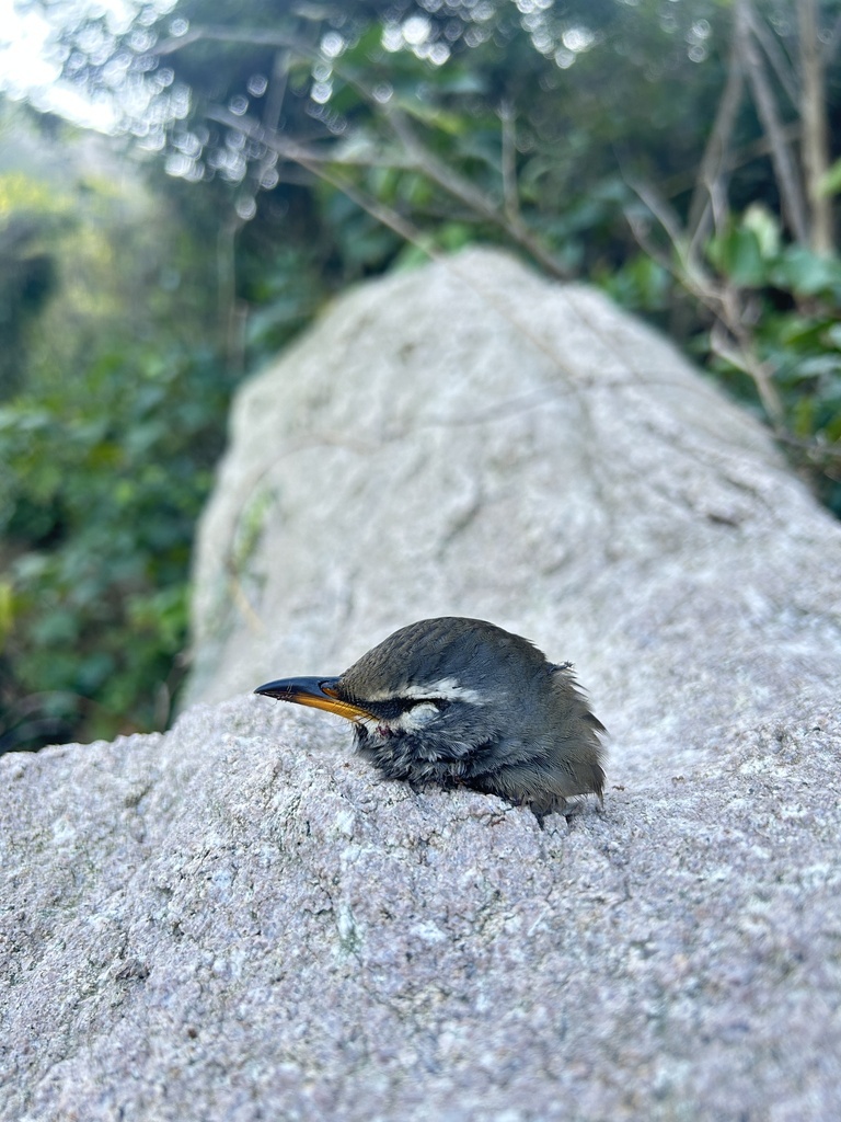 Eyebrowed Thrush from 东海, CN on November 24, 2024 at 08:22 AM by amuba ...