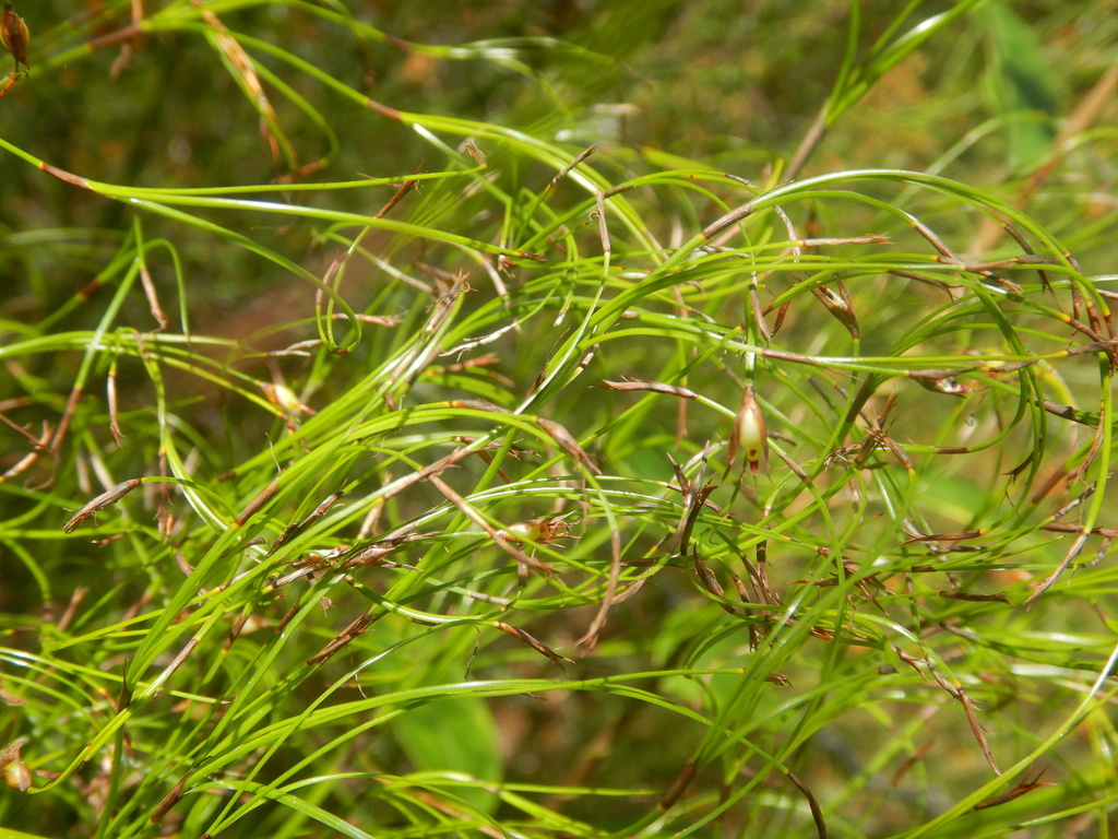 Curly Wig from Wingan State Forest, Genoa, VIC, AU on November 23, 2024 ...