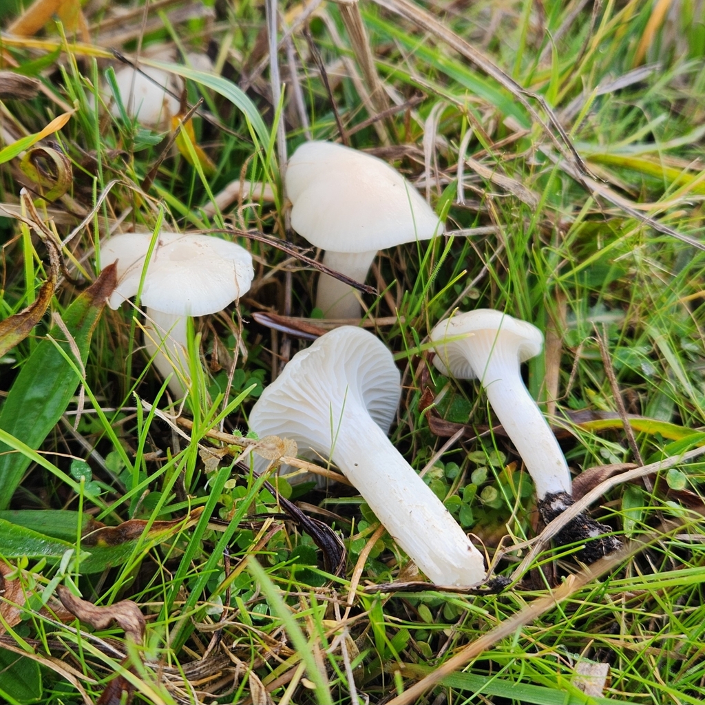 Waxcaps from Coupeville, WA 98239, USA on November 23, 2024 at 11:19 AM ...