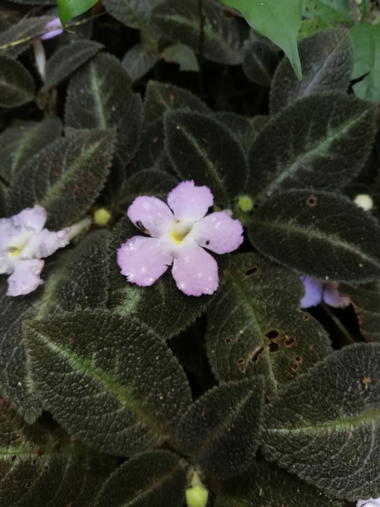 Episcia lilacina from Turrialba, Provincia de Cartago, Turrialba, Costa ...