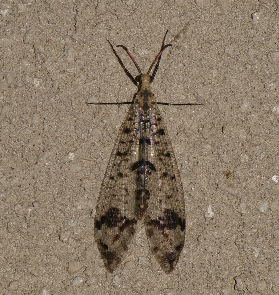 Eastern Spotted-winged Antlion from Saline County, US-AR, US on July 16 ...