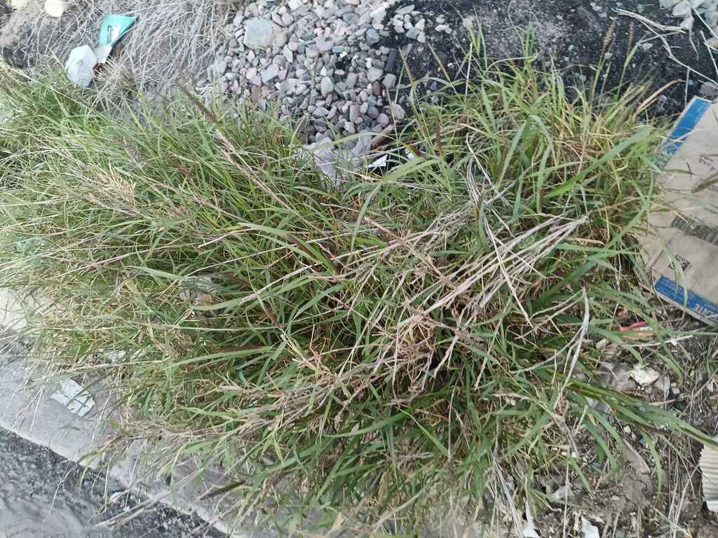 pasto buffel desde Hermosillo, Son., México el18 de noviembre de 2024 ...