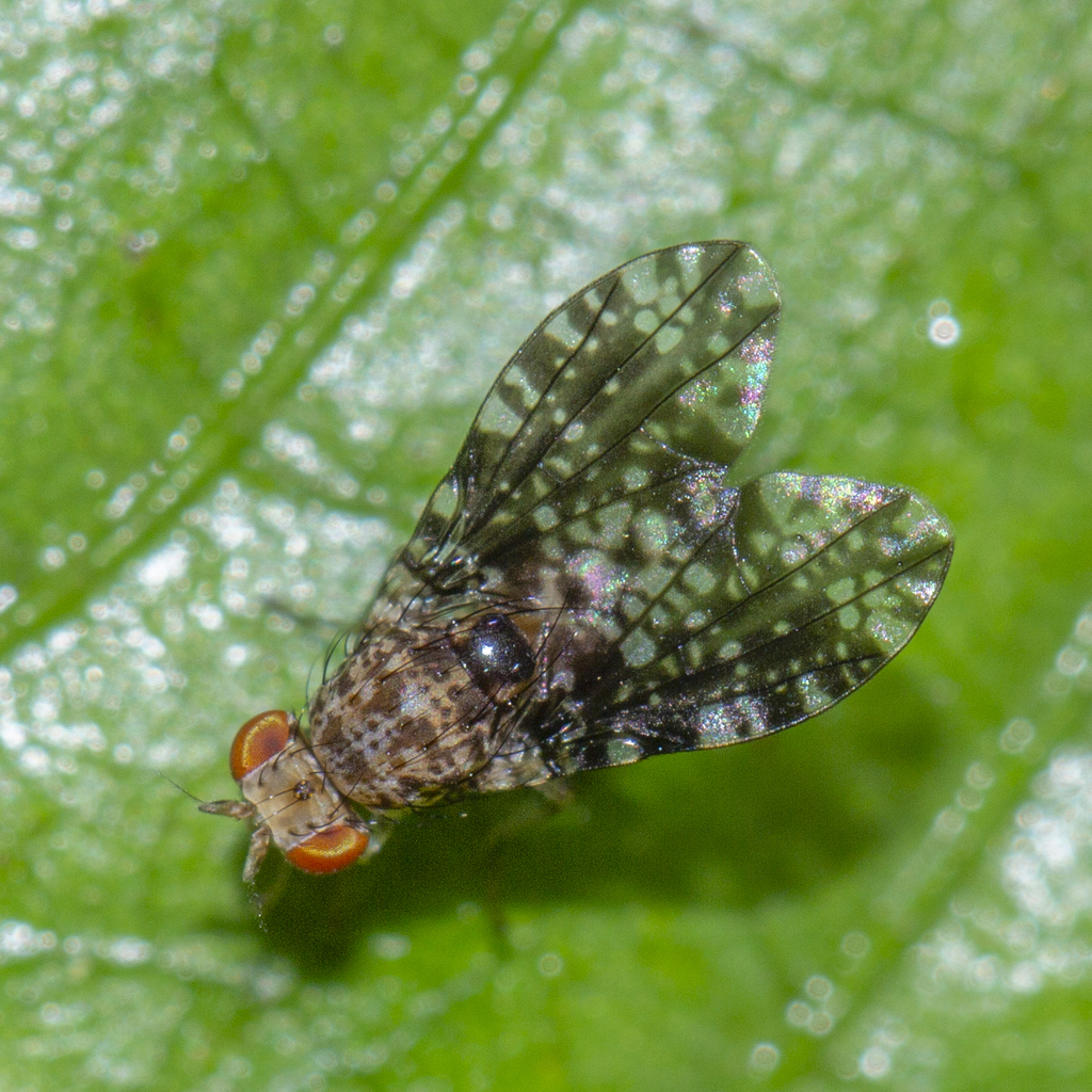 Homoneura trypetoptera from 3QVP+3QV, Anaikatti, Coimbatore, Tamil Nadu ...