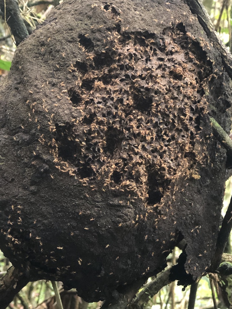 Nasutitermes nigriceps from Veraguas, PA on November 23, 2024 at 11:24 ...