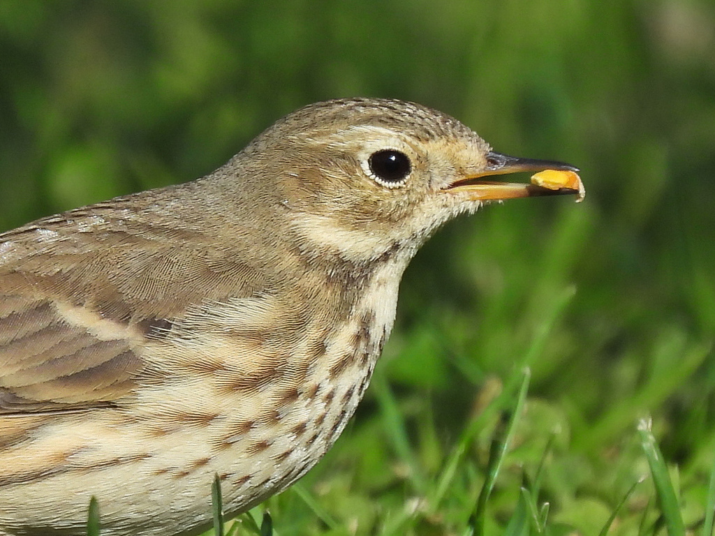 American Pipit from Dr. Richard H. Rioux Memorial Park, Stevenson Ranch ...