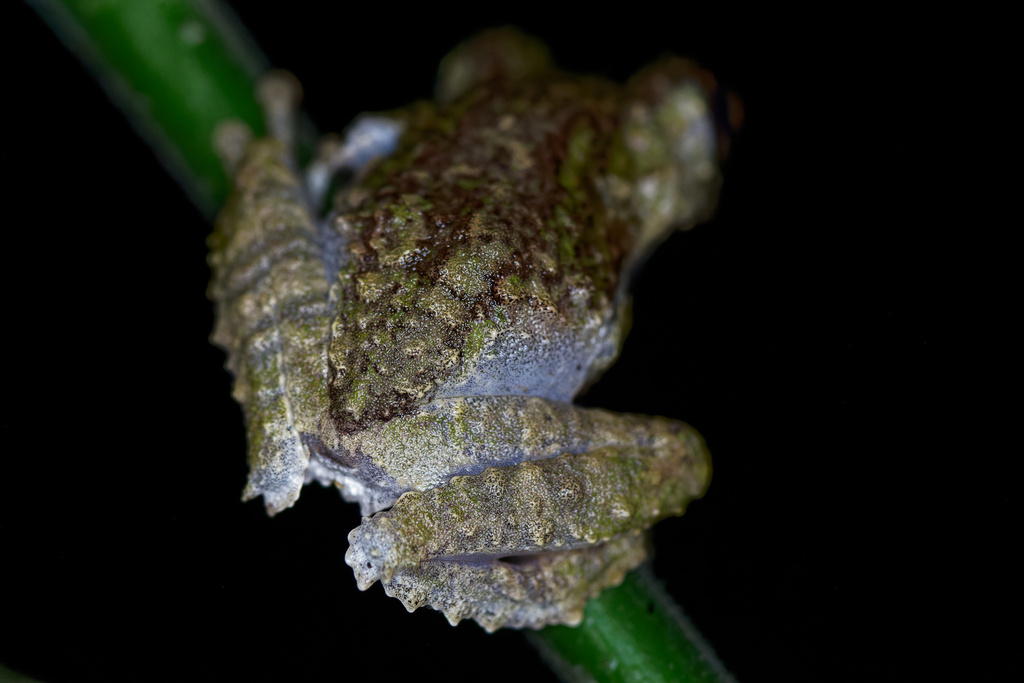Chasen's Frilled Tree Frog from 婆罗洲, Ranau, 沙巴, MY on November 20, 2024 ...