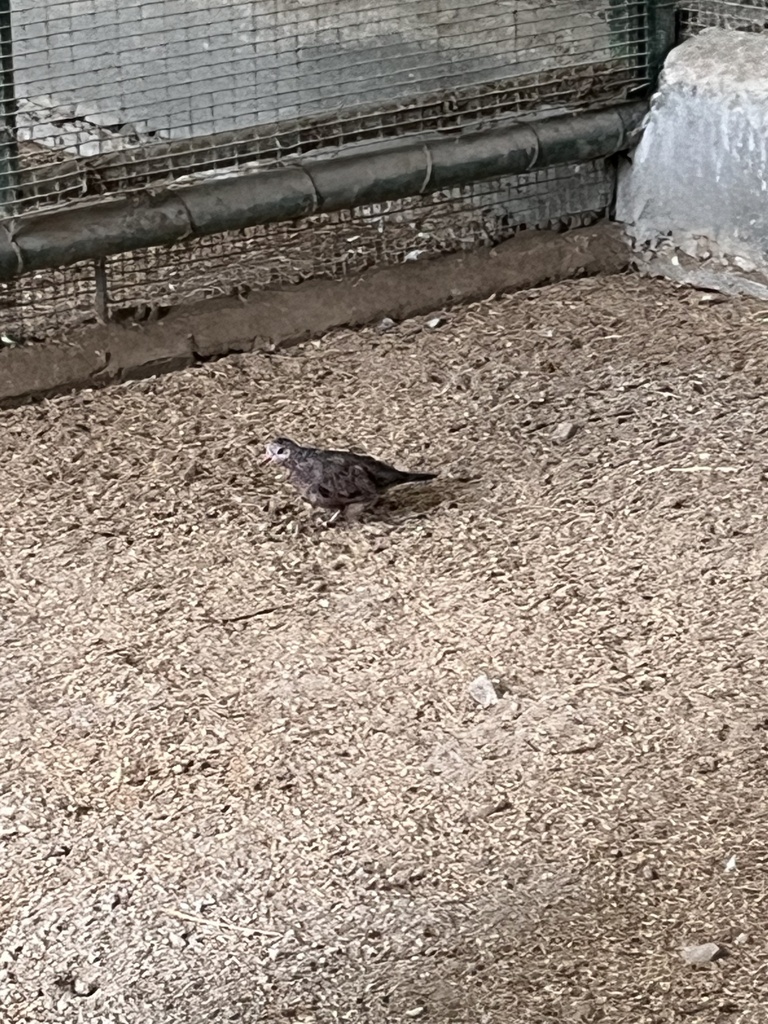 Plain-breasted Ground Dove from El Nispero Zoo, El Valle de Antón ...
