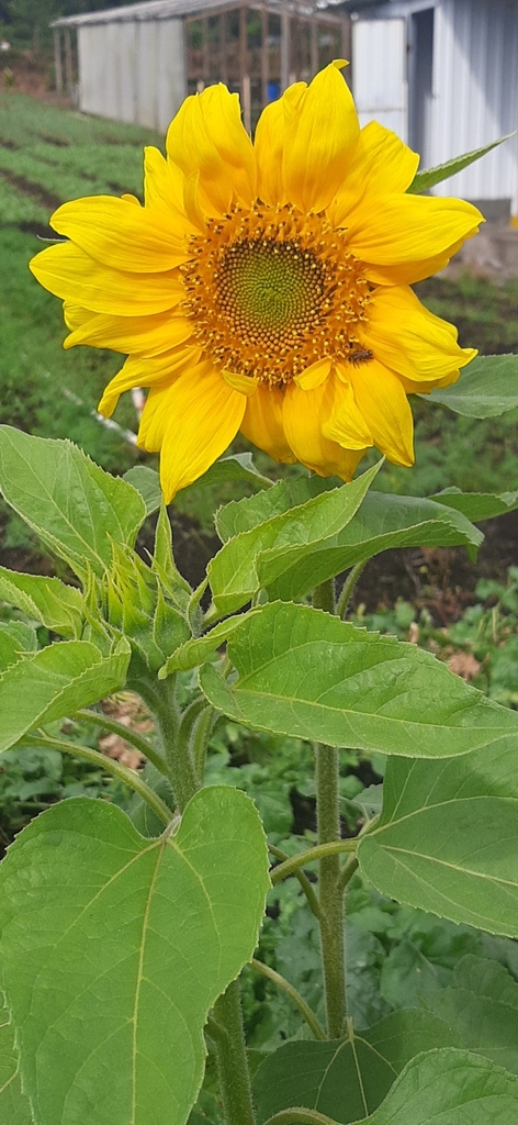 Common Sunflower from Boquete on November 23, 2024 by Amanda Watson ...