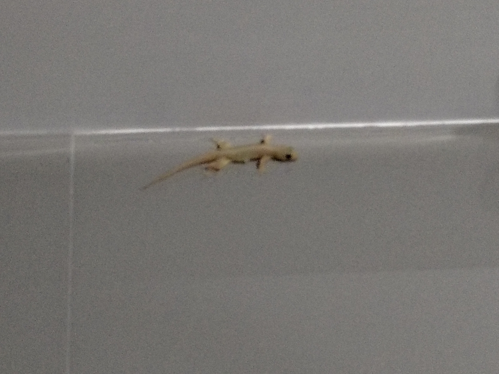 Typical Geckos from 63523 Nay., México on October 2, 2024 at 11:34 PM ...