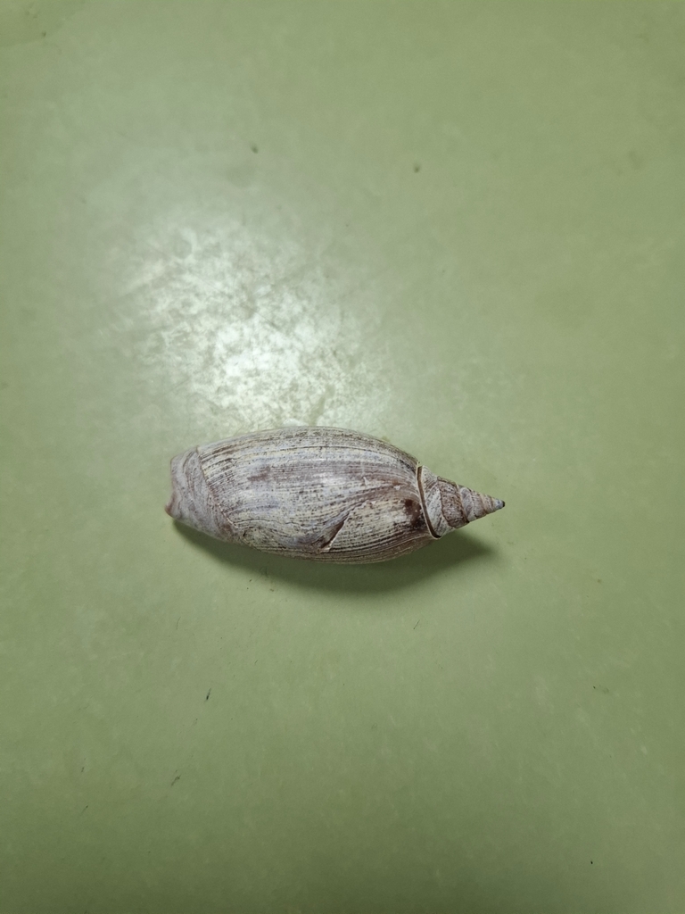 Olive Snails from Playa Las Comadres on November 22, 2024 at 03:50 PM ...