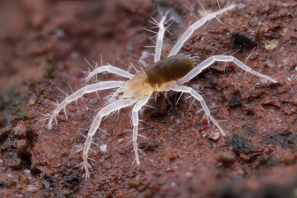 Rhagidiidae from 潼南 on November 24, 2024 at 03:08 PM by Spark · iNaturalist
