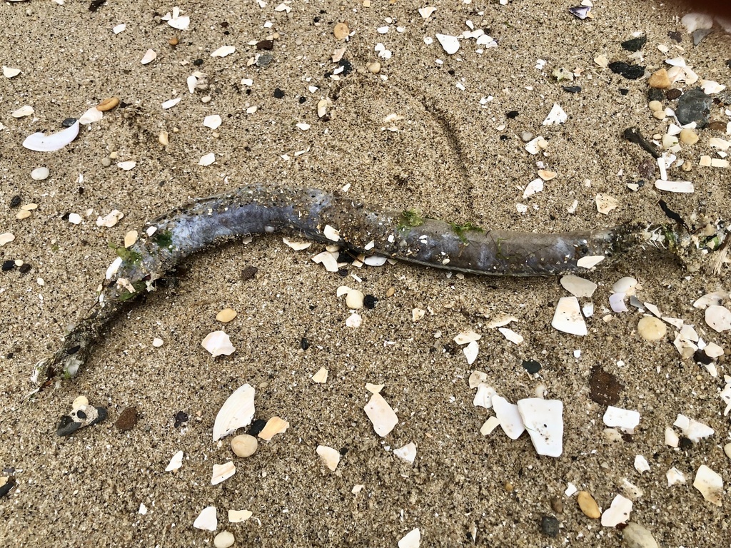 True Eels from Lighthouse Point Rd, Highlands, NJ, US on June 5, 2023 ...