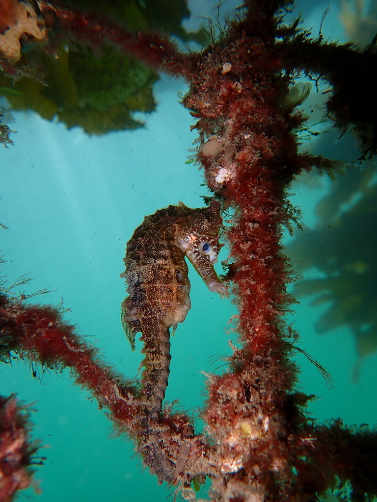 White's Seahorse from Chowder Bay/Gooree, Mosman, NSW, AU on November ...