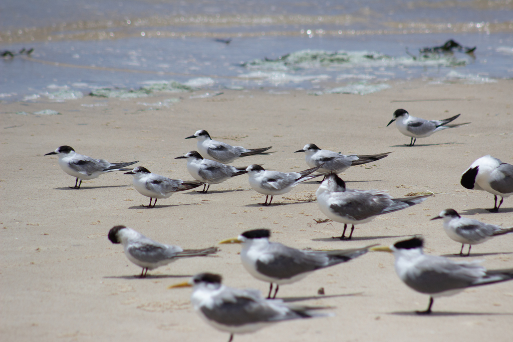 Common Tern from Bongaree QLD, Australia on November 23, 2024 at 11:40 ...