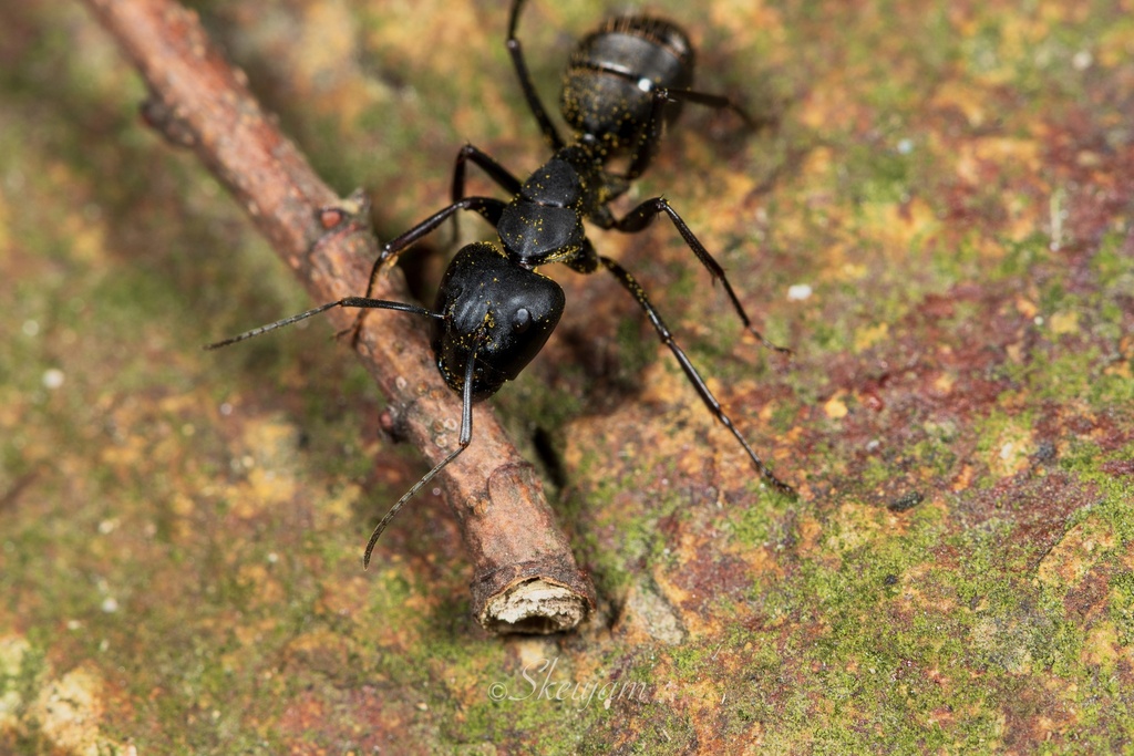 Japanese Carpenter Ant in November 2024 by Skeujam. **major worker ...