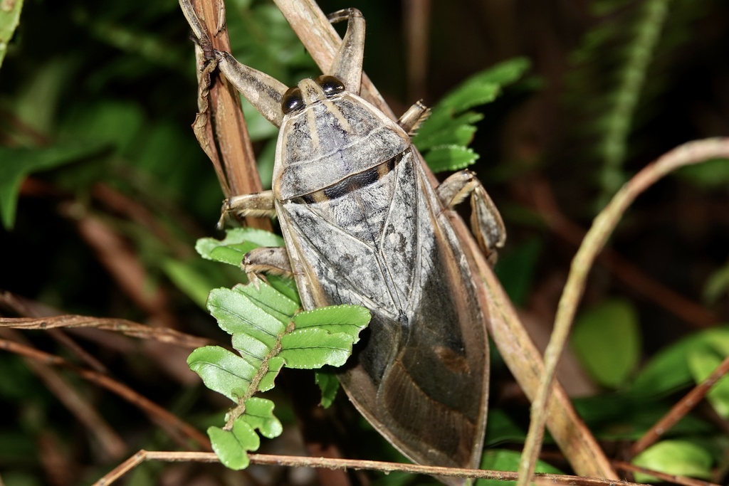 Asian Giant Water Bug from Doi Suthep-Pui National Park, Mueang Chiang ...
