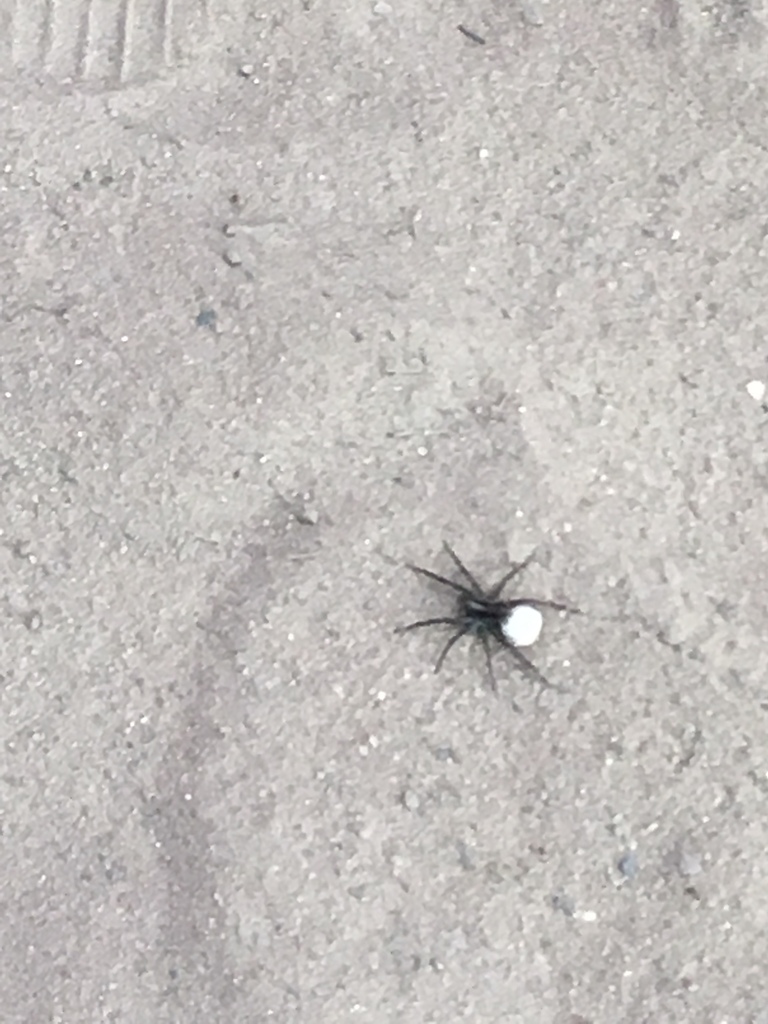 Thin-legged Wolf Spiders from 6255 Pike Bend Rd, Webster, WI, US on ...