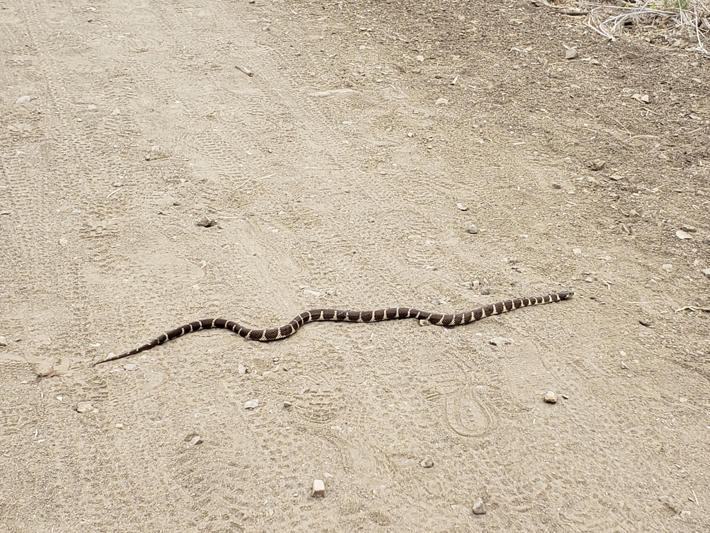California King Snake from Laguna Beach, CA 92651, USA on July 17, 2019 ...