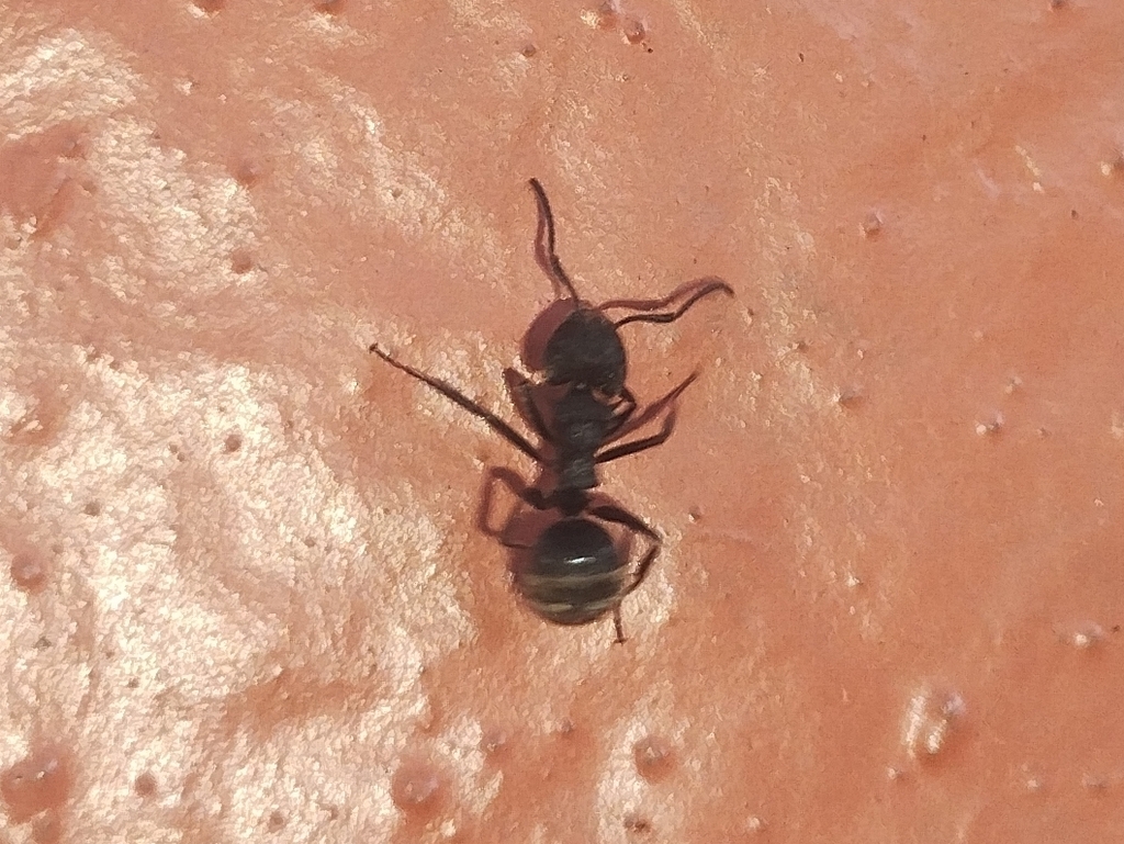 Dolichoderus bispinosus from Jardim São Francisco, Indaiatuba - SP ...