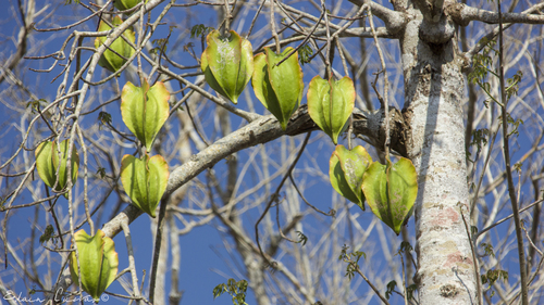 Genus Jacaratia · iNaturalist