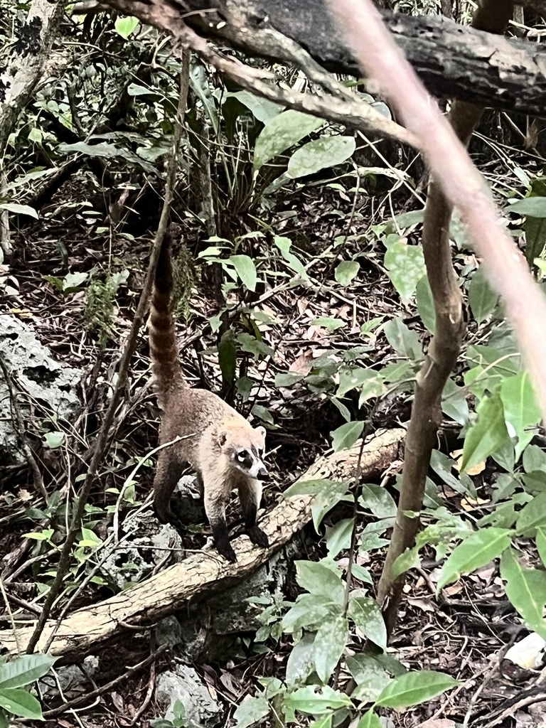 White-nosed Coati from Tulum, Q. Roo., MX on November 20, 2024 at 12:43 ...
