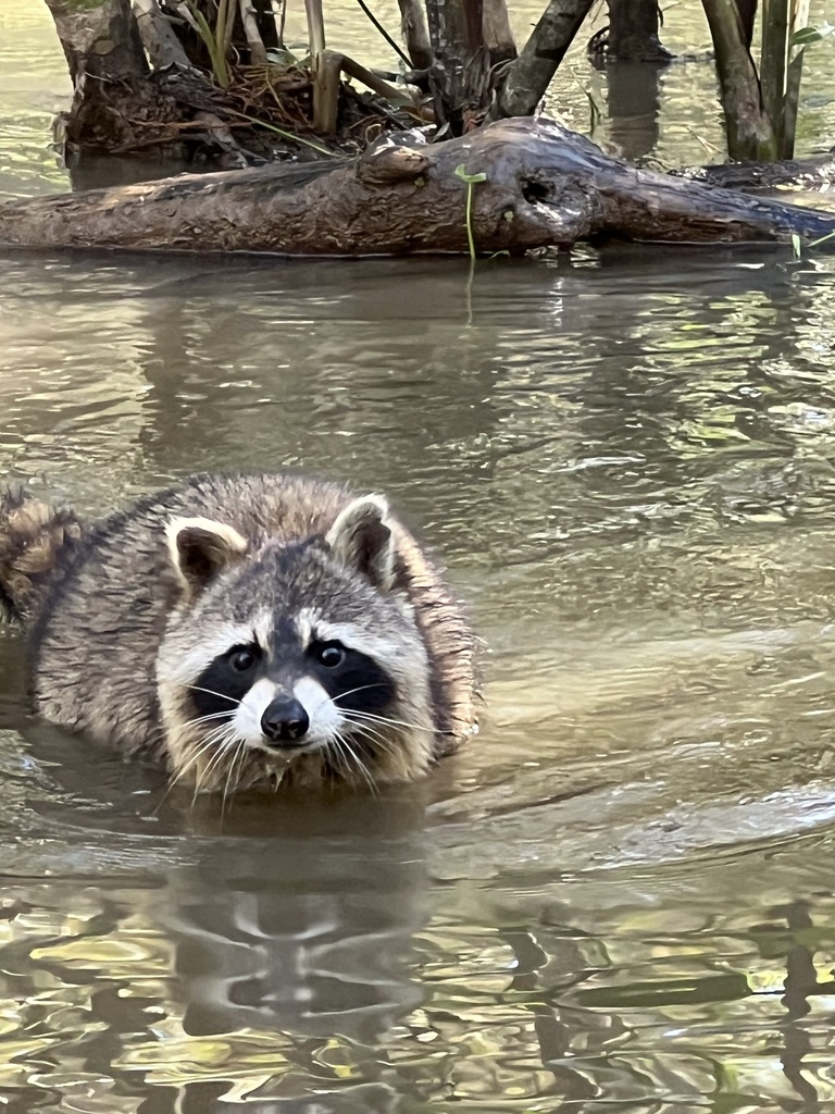 Common Raccoon from Slidell, LA, US on November 24, 2024 at 10:32 AM by ...